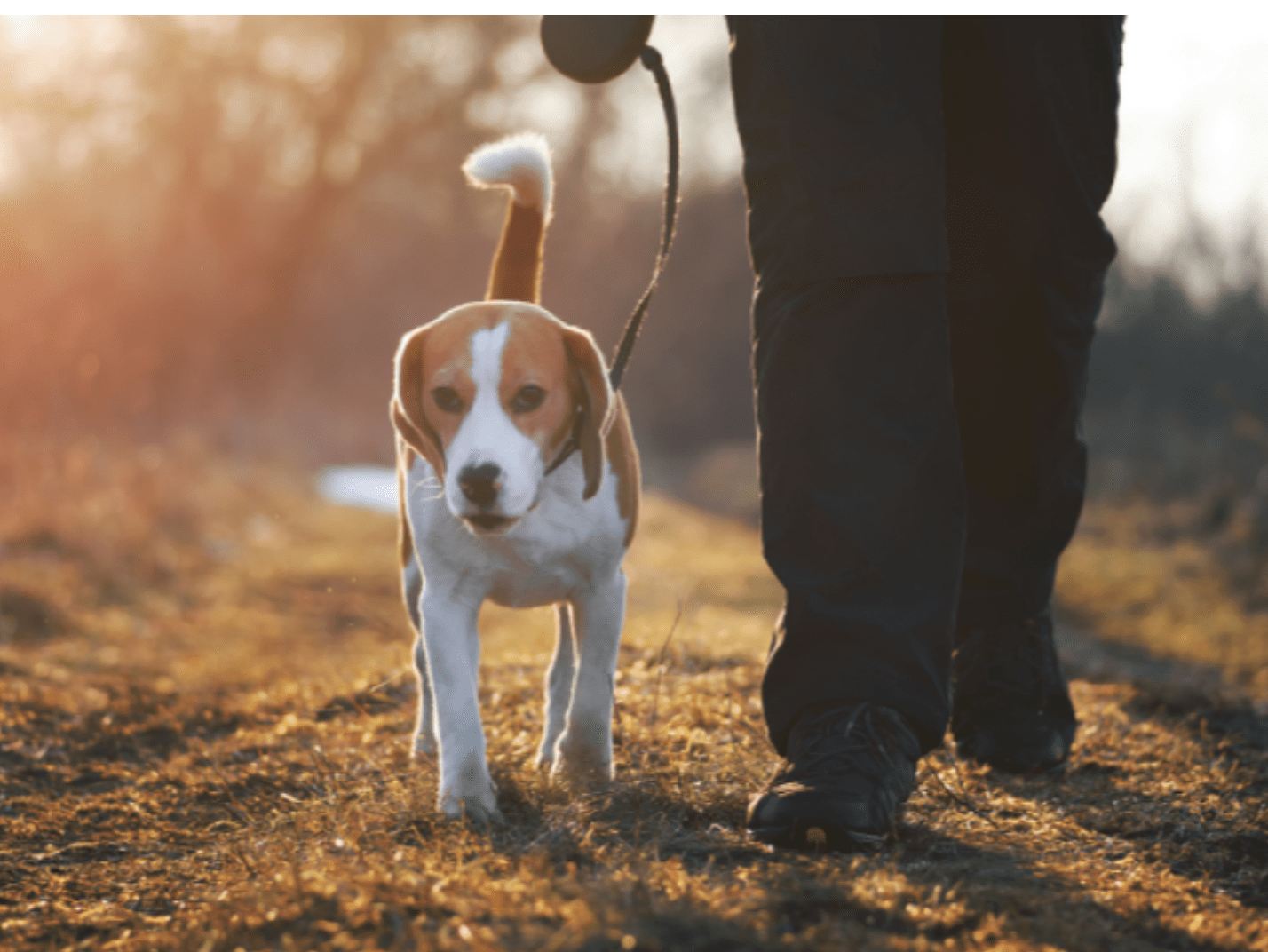Expert Insights on Dog Dry Skin | Nutri-Vet