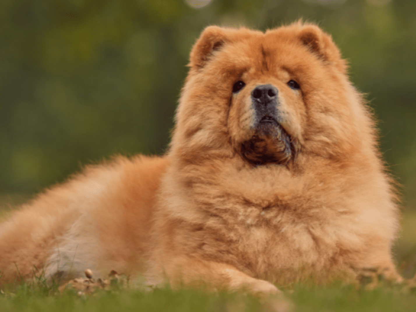 Foundation of Fur: The Optimal Ingredients for Dog Skin & Coat Health ...